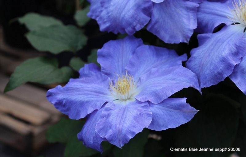 Clematis 'Blue Jeanne' uspp#26505 - Pride of Place Plants